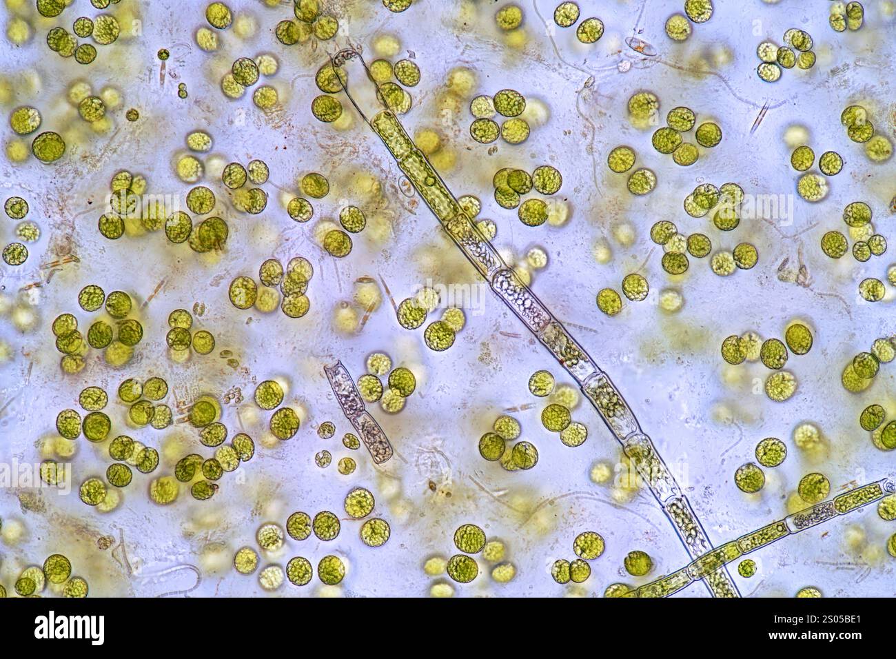 Polarised light micrograph of various tiny green algae. Green algae ...