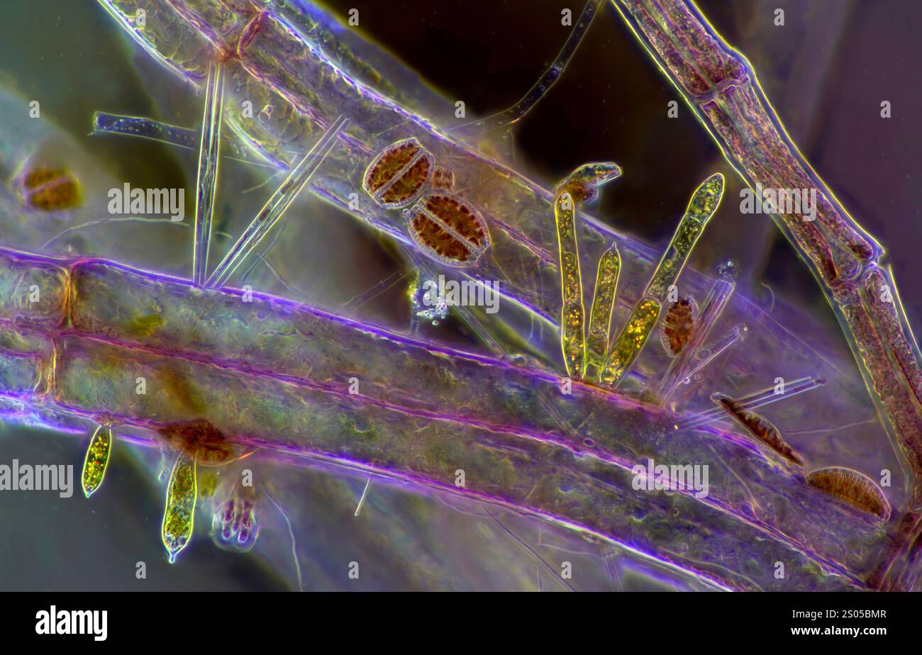 Polarised light micrograph of diatoms attached to red algae from the ...