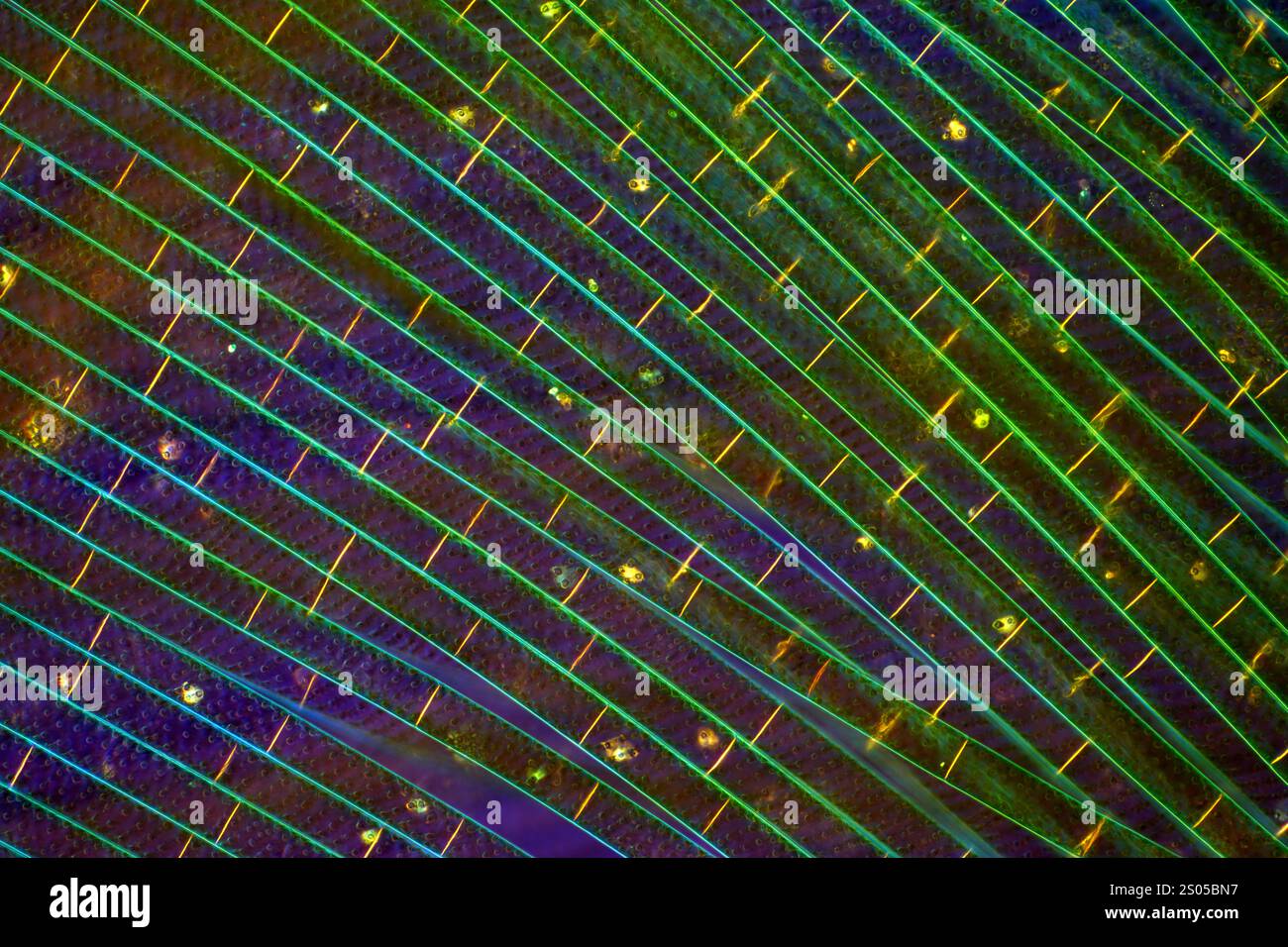 Polarised light micrograph of Spirogyra sp. algae. This filamentous ...