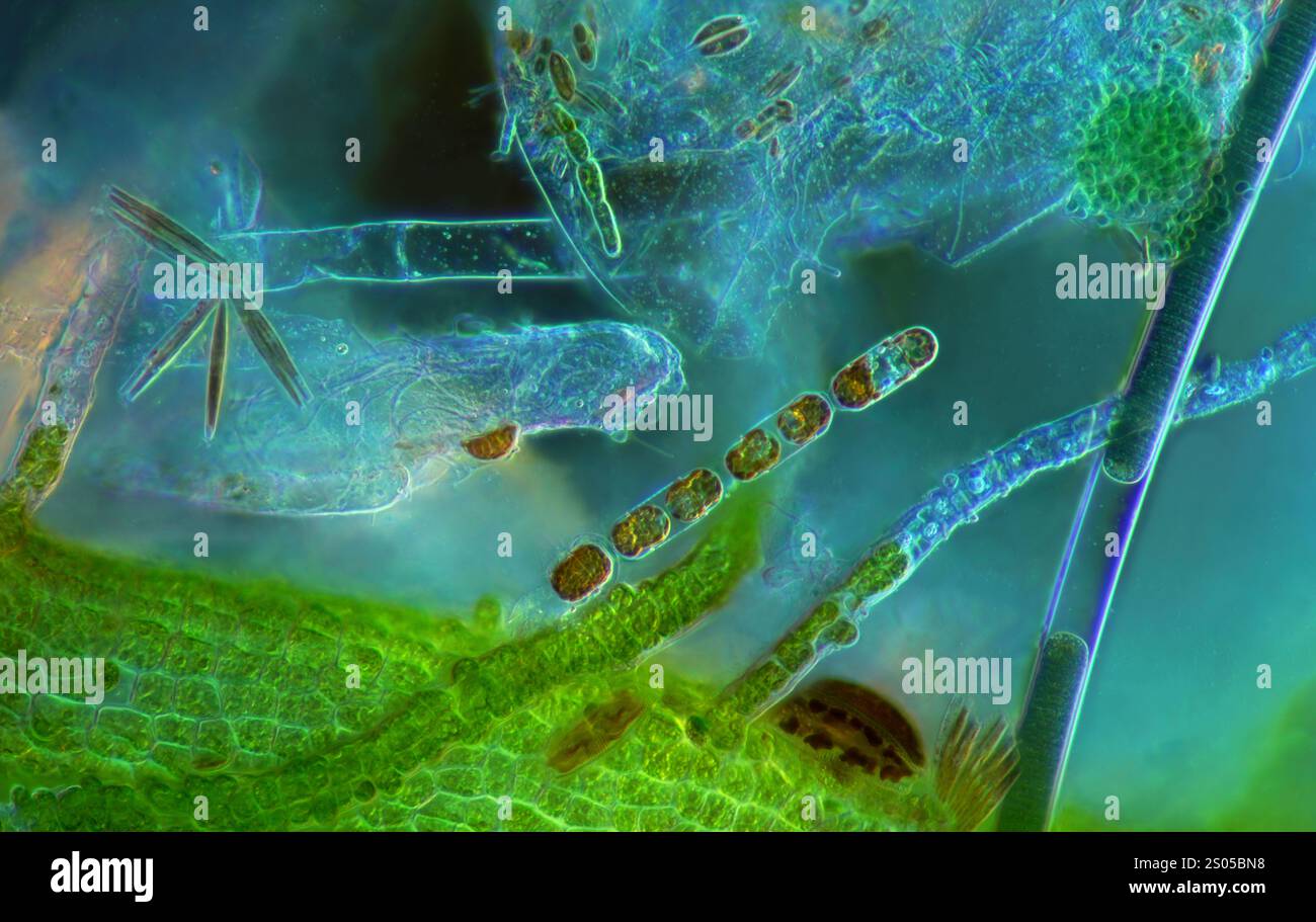 Polarised light micrograph of marine diatoms, green algae filaments and Oscillatoria sp ...