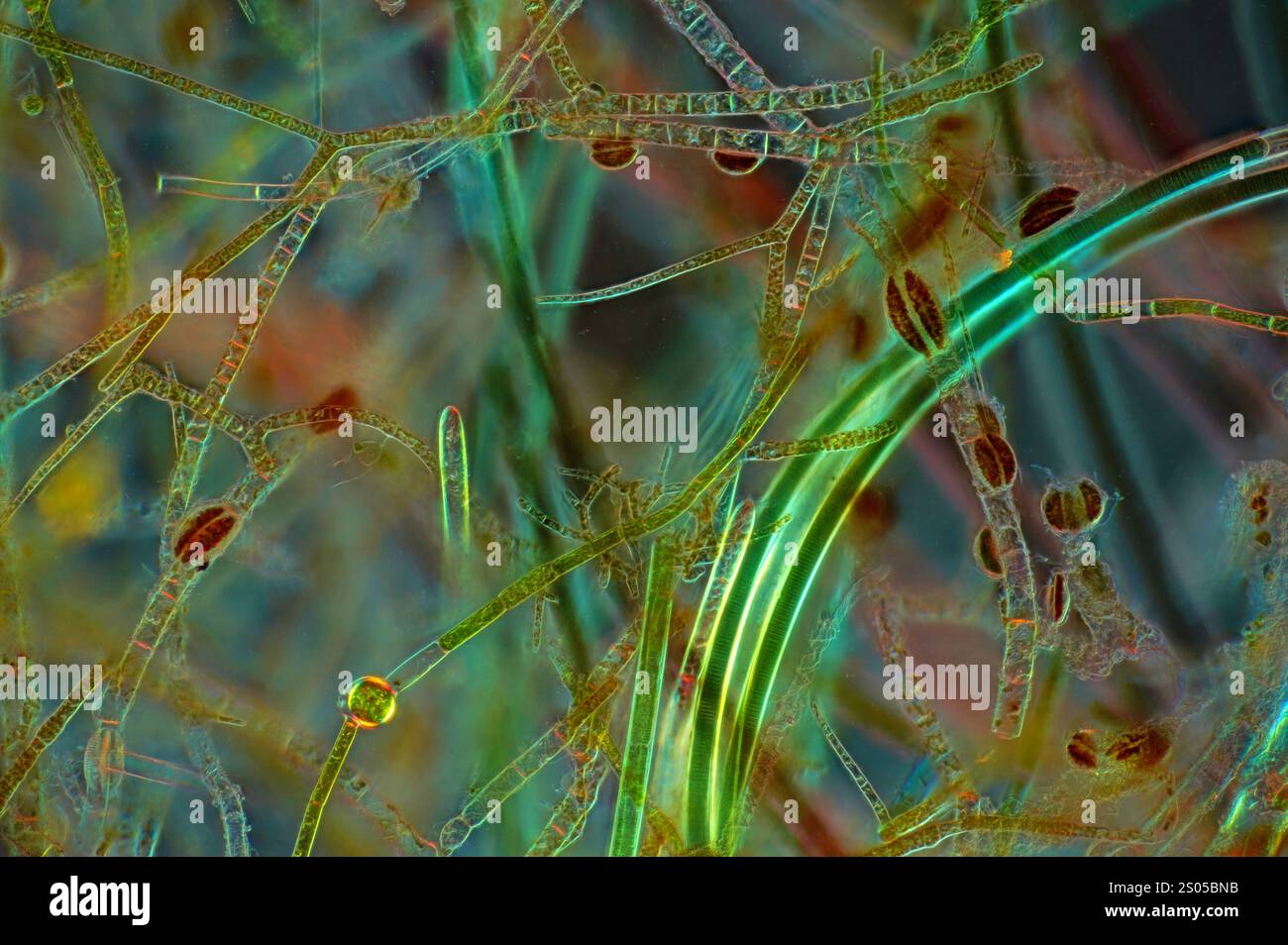 Polarised light micrograph of marine diatoms, red algae filaments and ...