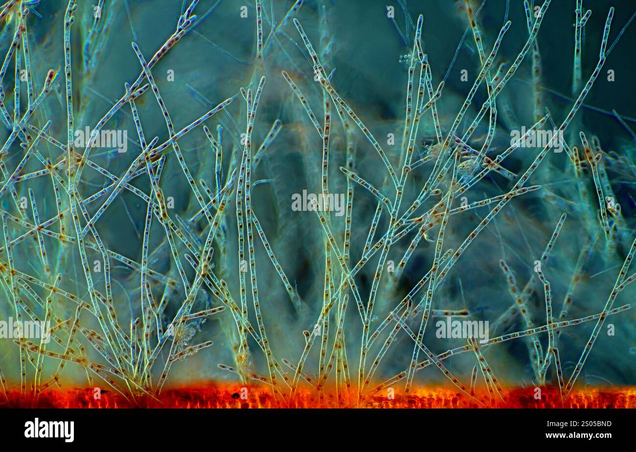 Polarised light micrograph of red algae from the Baltic Sea. Algae is ...