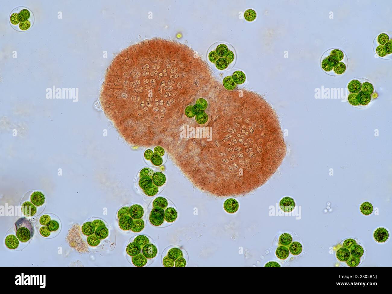 Polarised light micrograph of a spongomonad flagellated protist and ...