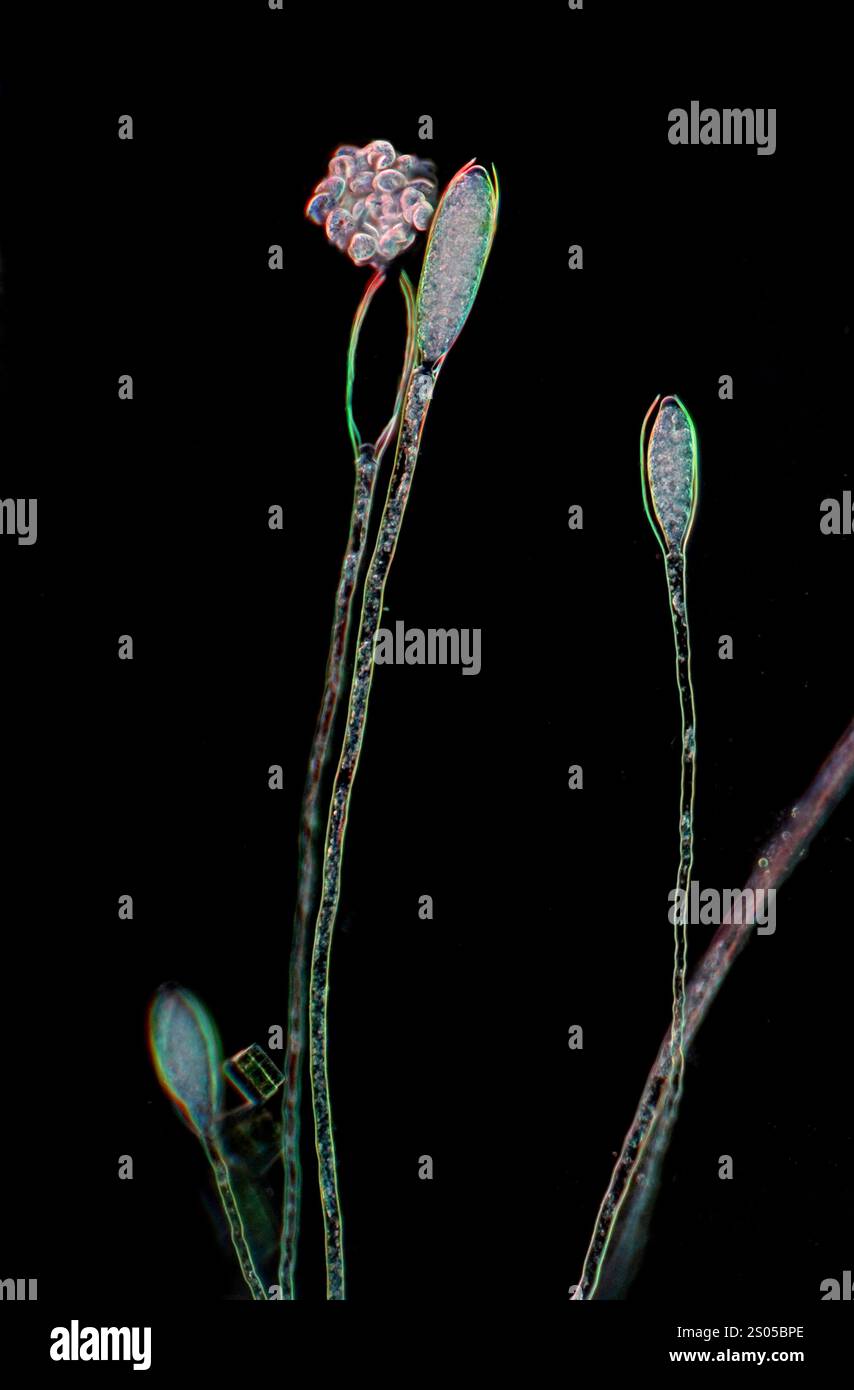 Polarised light of fungi releasing spores. Fungal spores are ...