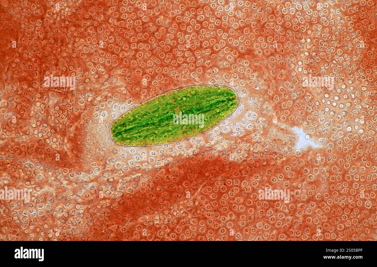 Polarised light micrograph of a Netrium sp. desmid (green). Desmids are ...