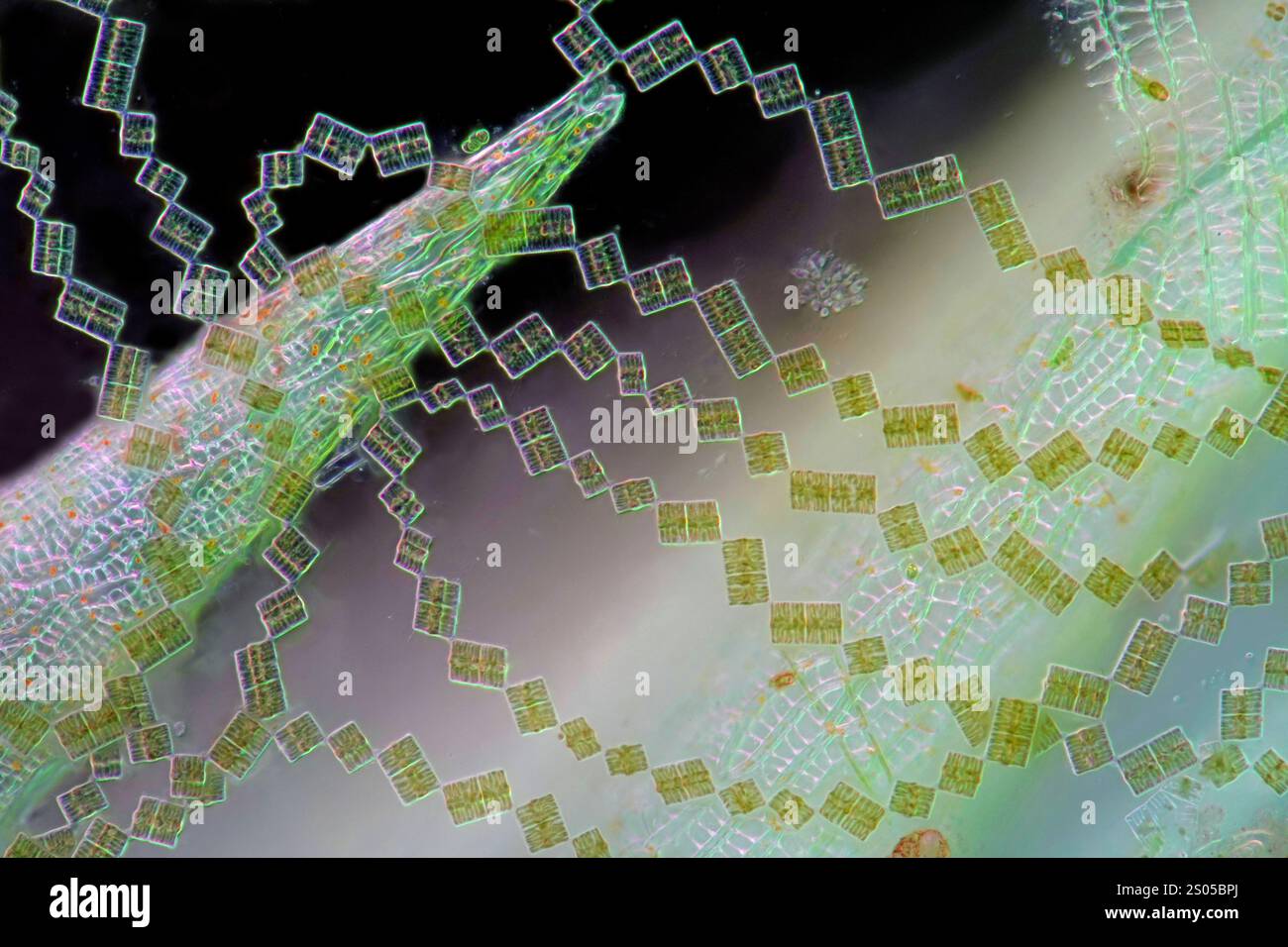 Polarised light micrograph of Tabellaria sp. diatoms and Sphagnum sp ...
