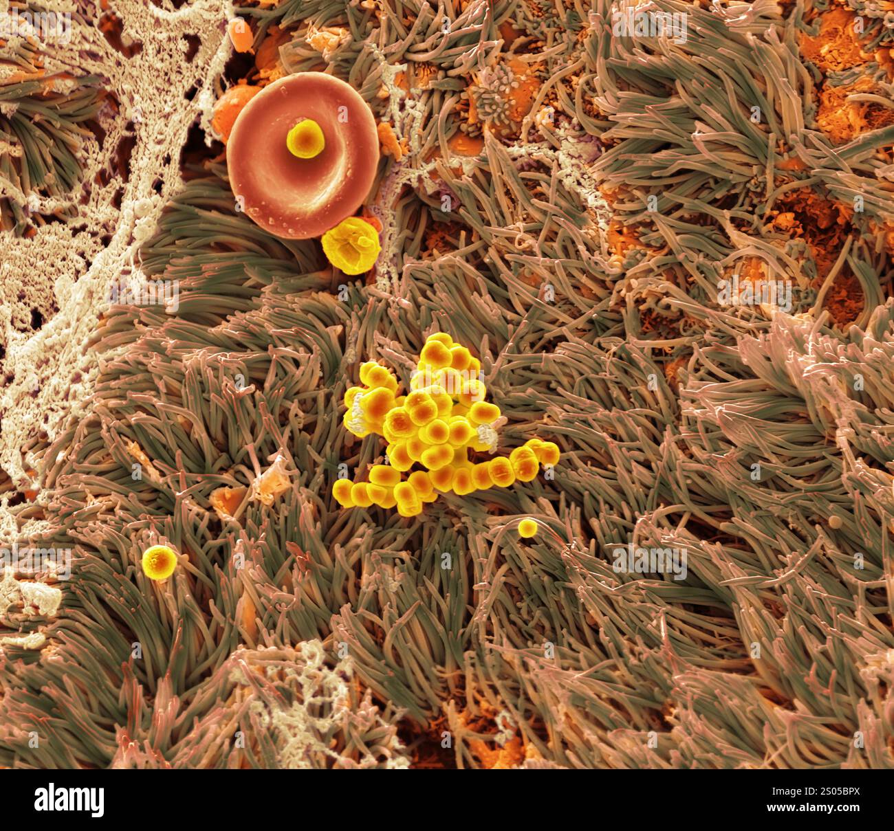 Nasal epithelium, coloured scanning electron micrograph (SEM). The ...