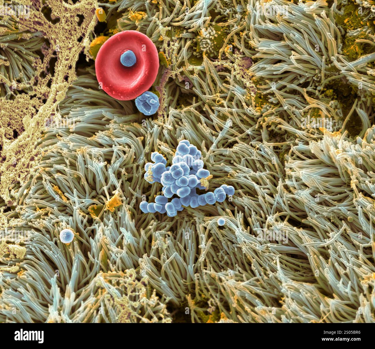 Nasal epithelium, coloured scanning electron micrograph (SEM). The ...