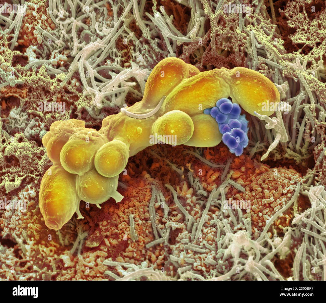 Nasal epithelium, coloured scanning electron micrograph (SEM). The ...