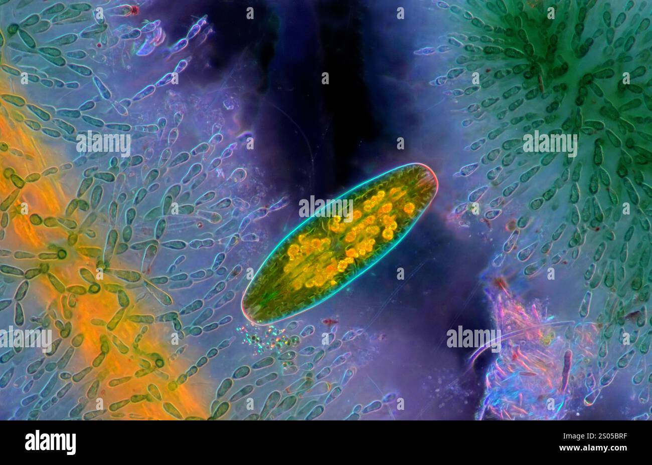 Polarised light micrograph of a Netrium desmid and Batrachospermum sp ...