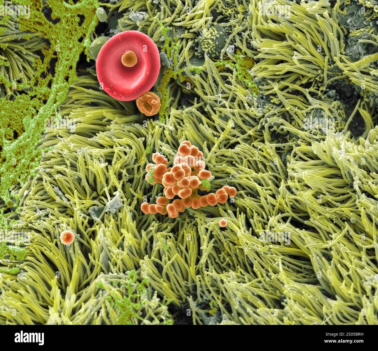Nasal epithelium, coloured scanning electron micrograph (SEM). The ...