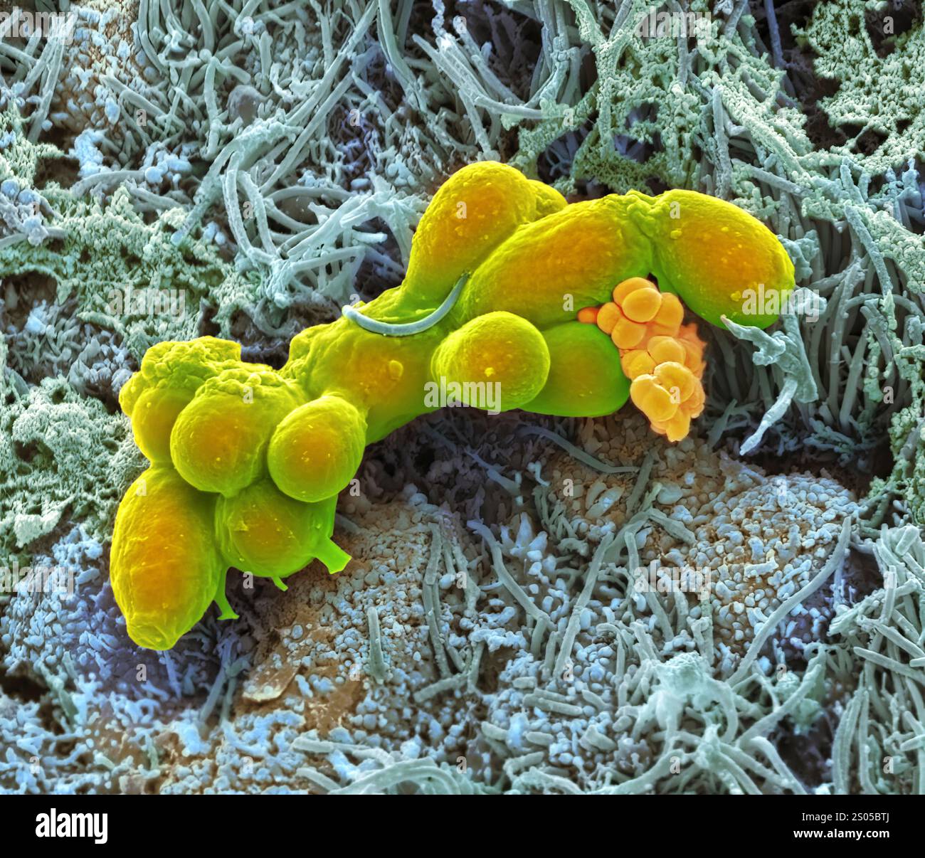 Nasal epithelium, coloured scanning electron micrograph (SEM). The ...