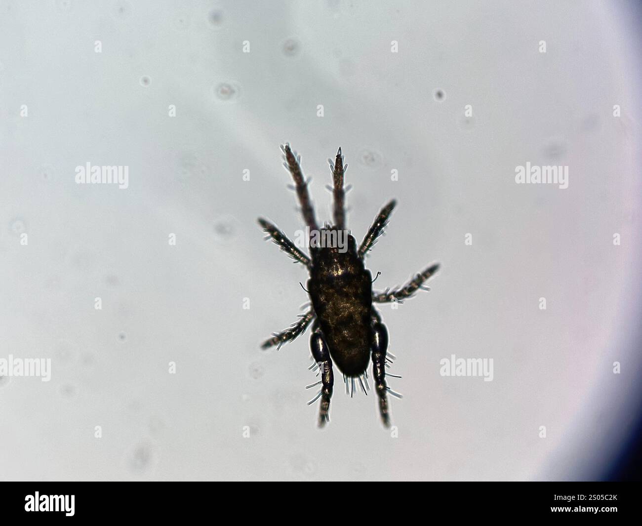 Light micrograph of a chicken mite (Demanyssus gallinae). The chicken ...