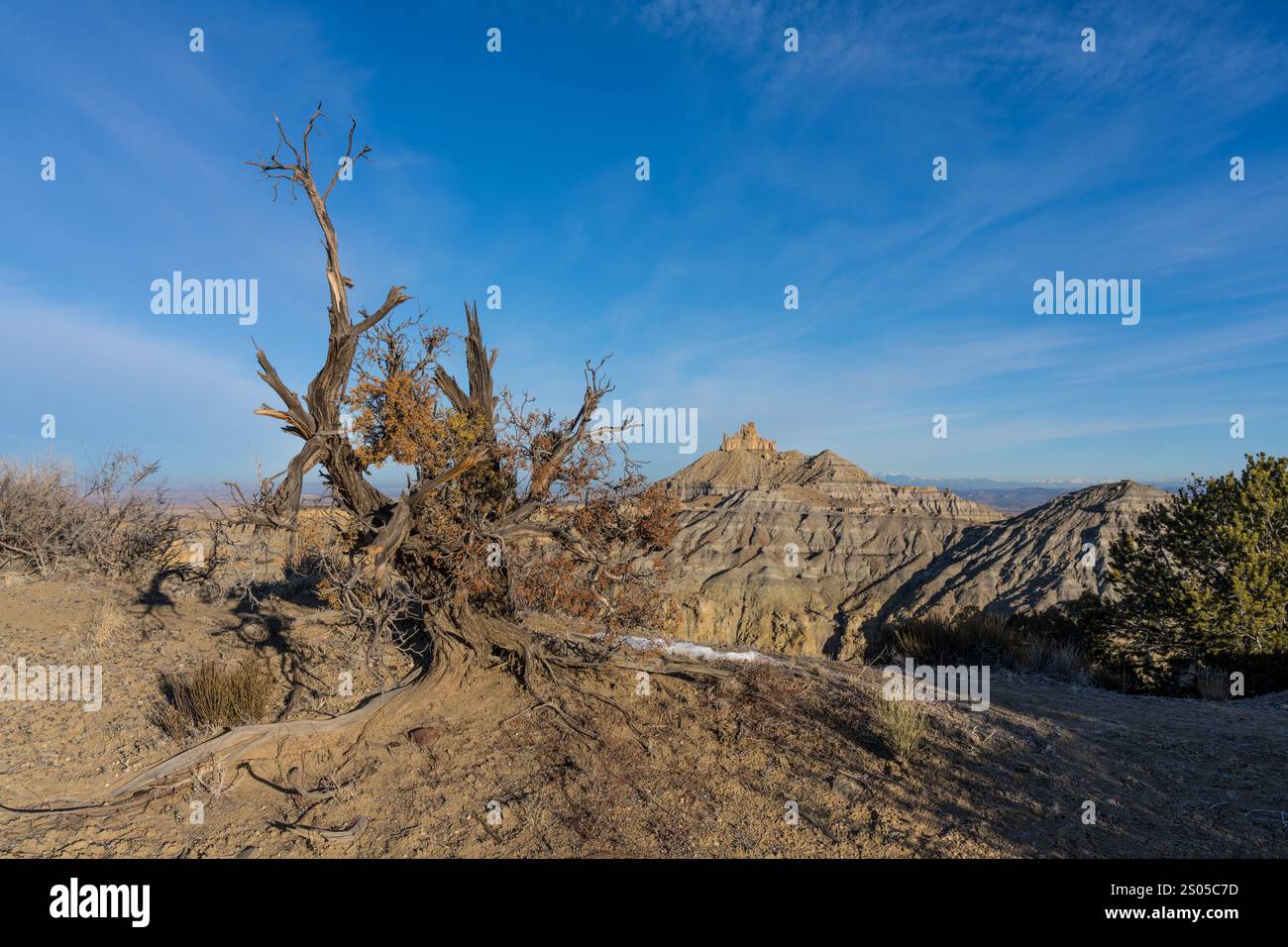 Gnarled juniper tree in front of the rock formations of Angel Peak ...