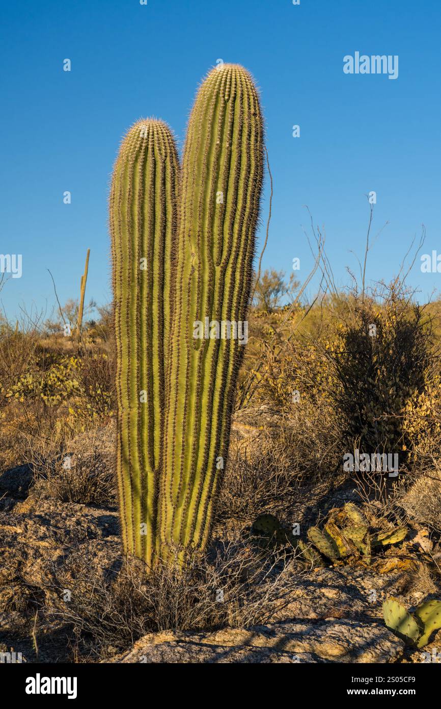 Two young saguaro cacti in a desert in the Rincon Mountain District ...