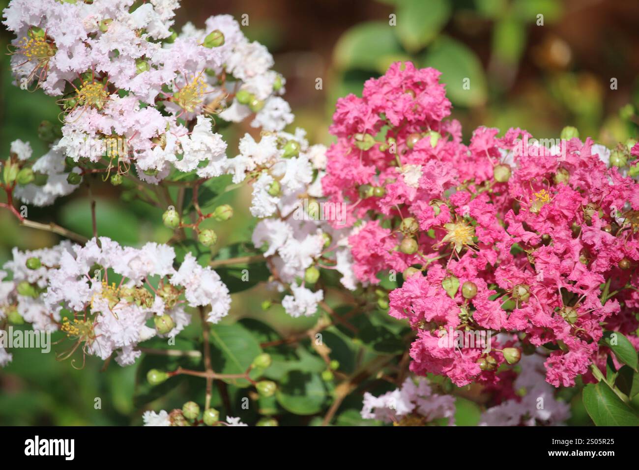 close up of Japanese bungur flower or lagerstroemia indica or micro ...