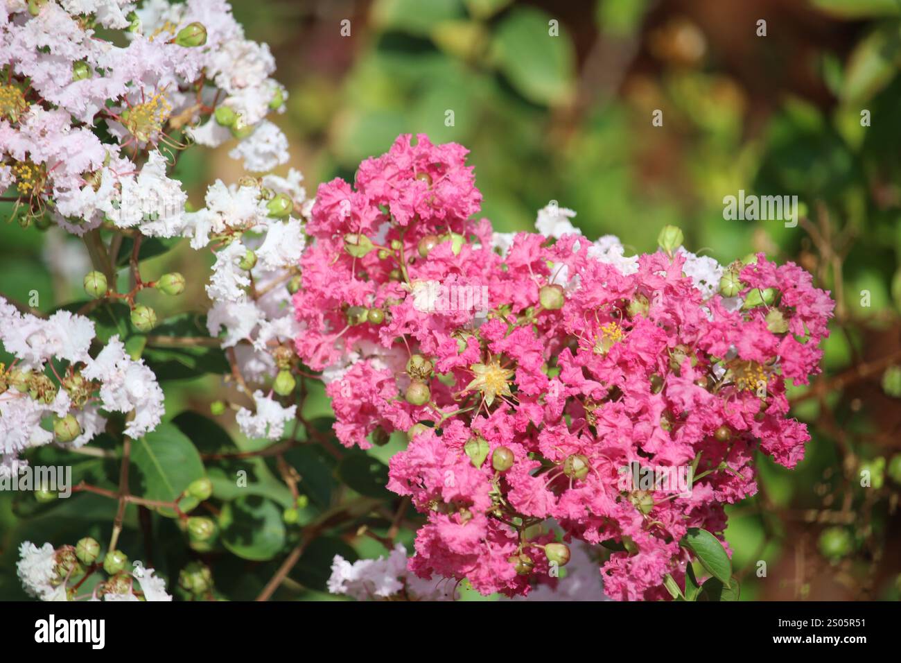 Lagerstroemia speciosa tree flowering in hi-res stock photography and ...