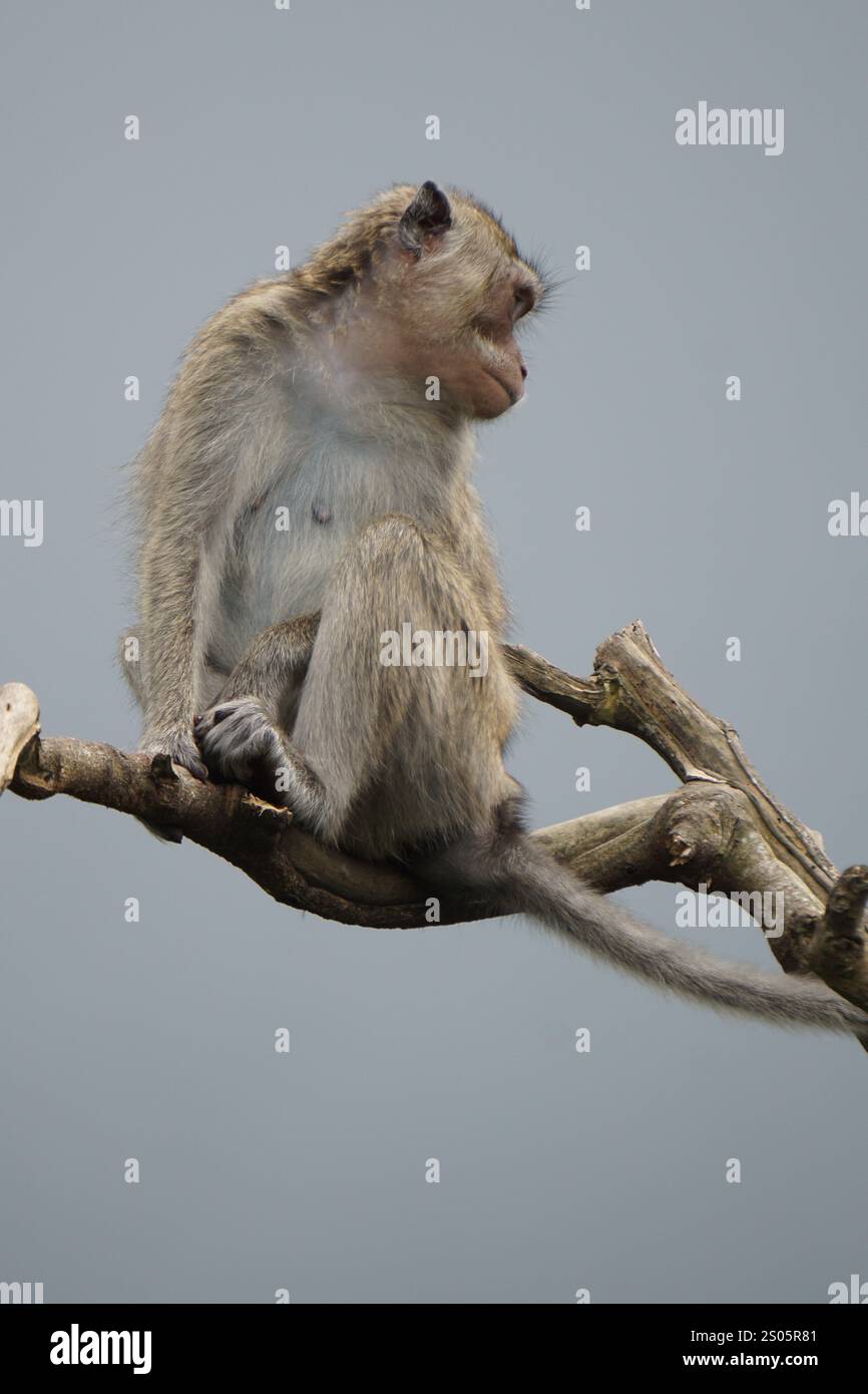 Macaca fascicularis (kera ekor panjang, monyet ekor panjang, long ...