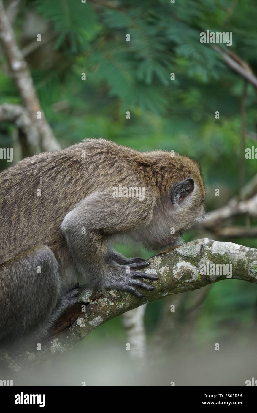 Macaca fascicularis (kera ekor panjang, monyet ekor panjang, long ...