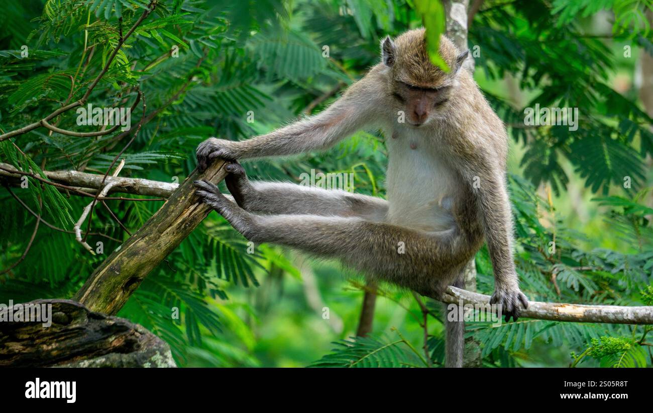 Macaca fascicularis (kera ekor panjang, monyet ekor panjang, long ...