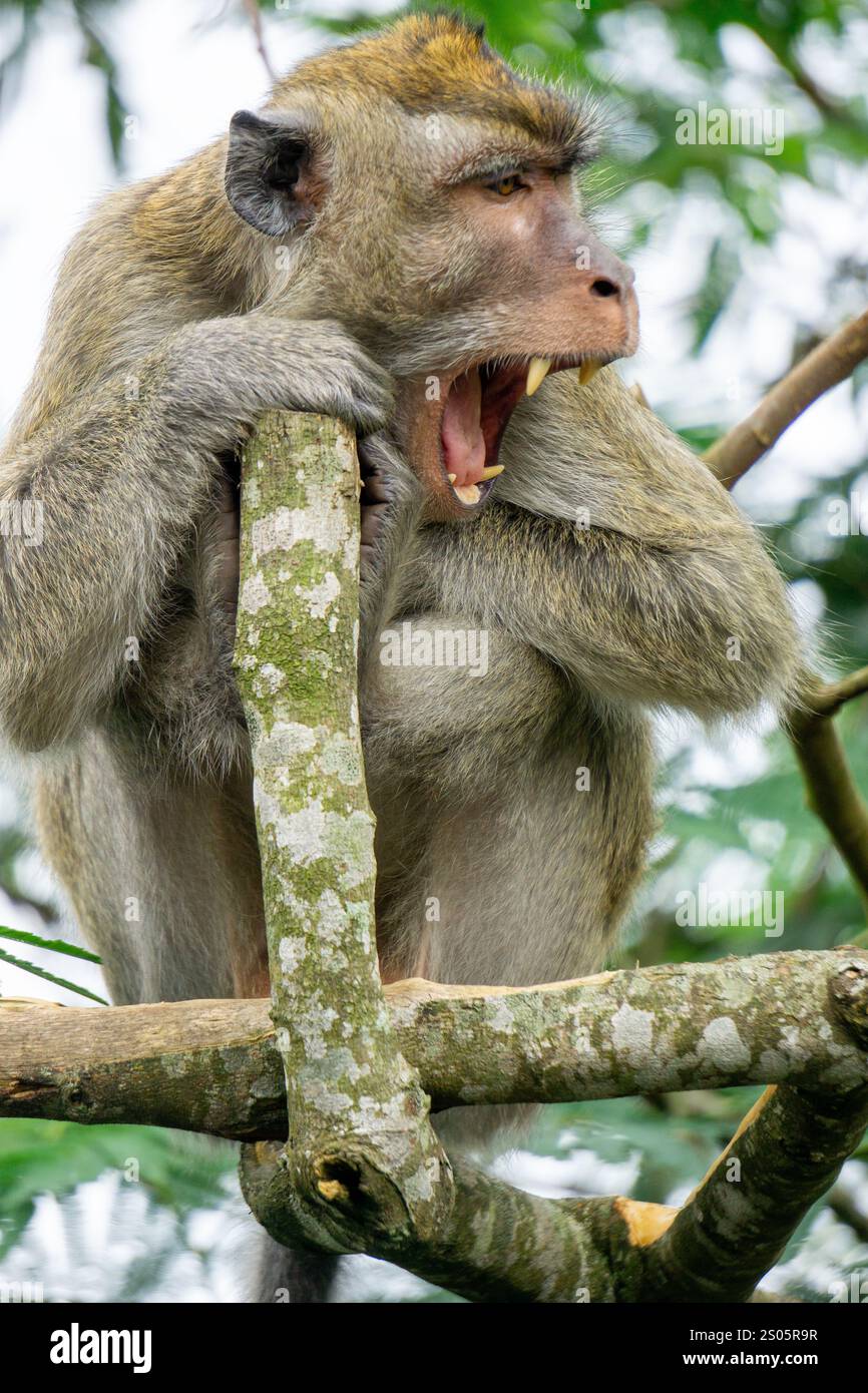 Macaca fascicularis (kera ekor panjang, monyet ekor panjang, long ...