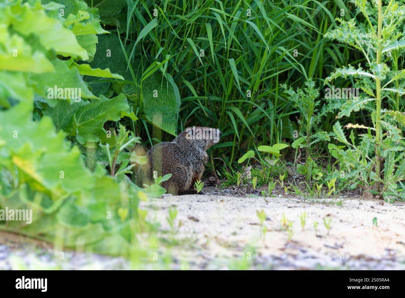 Groundhog on the meadow. The groundhog (Marmota monax), also known as a ...