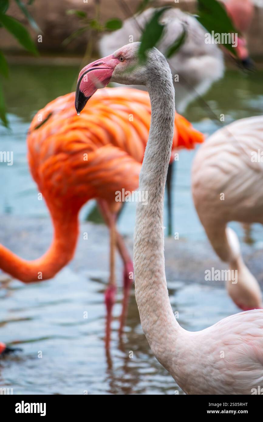 The greater flamingo, Phoenicopterus roseus, standing in water on lake ...