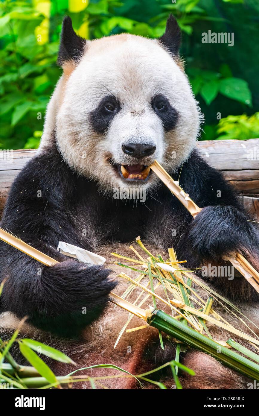 The Giant Panda Bear sits while eating a bamboo stalk. The giant panda, Ailuropoda melanoleuca ...