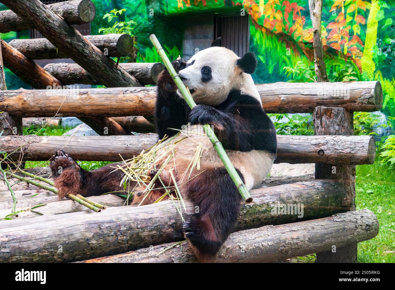 The Giant Panda Bear sits while eating a bamboo stalk. The giant panda ...
