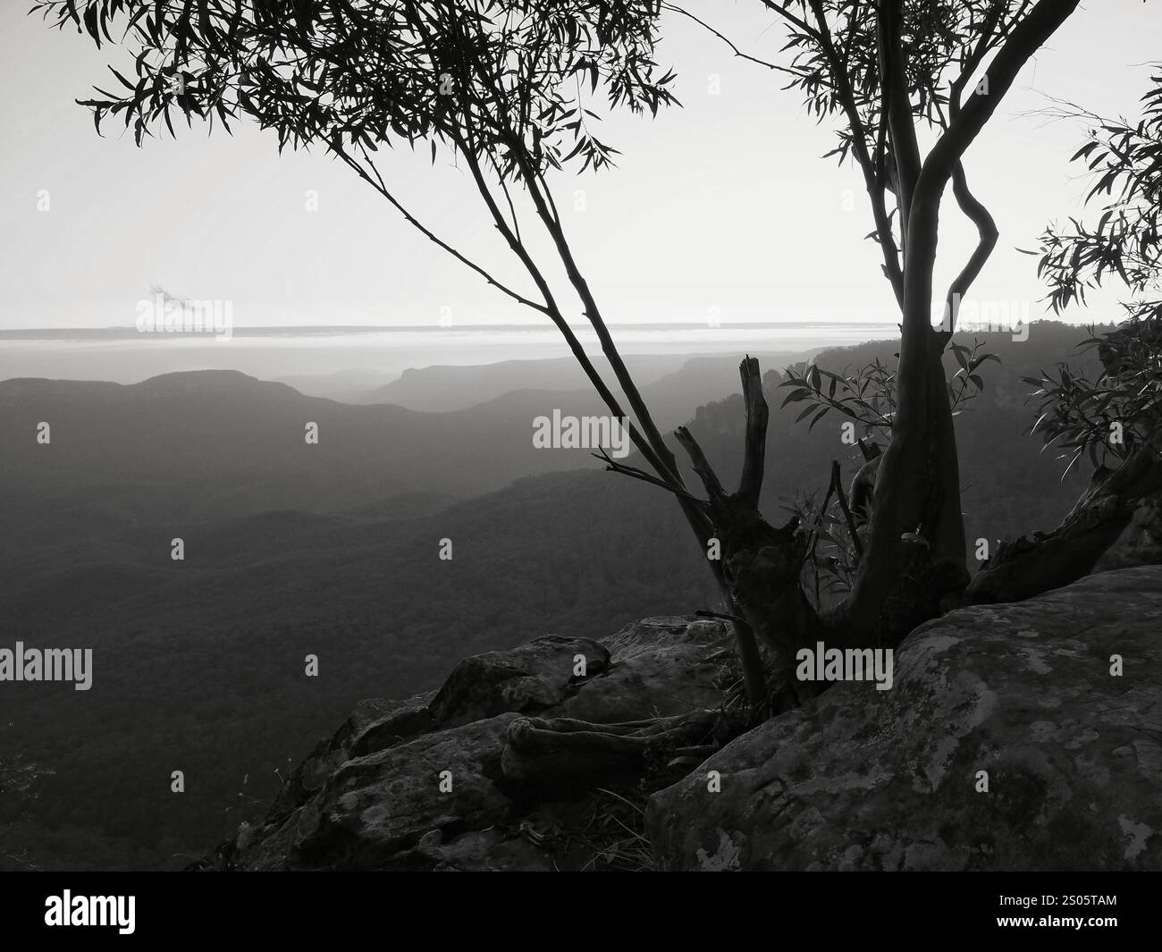 A silhouetted tree on a rocky ledge overlooks vast forested valleys and ...