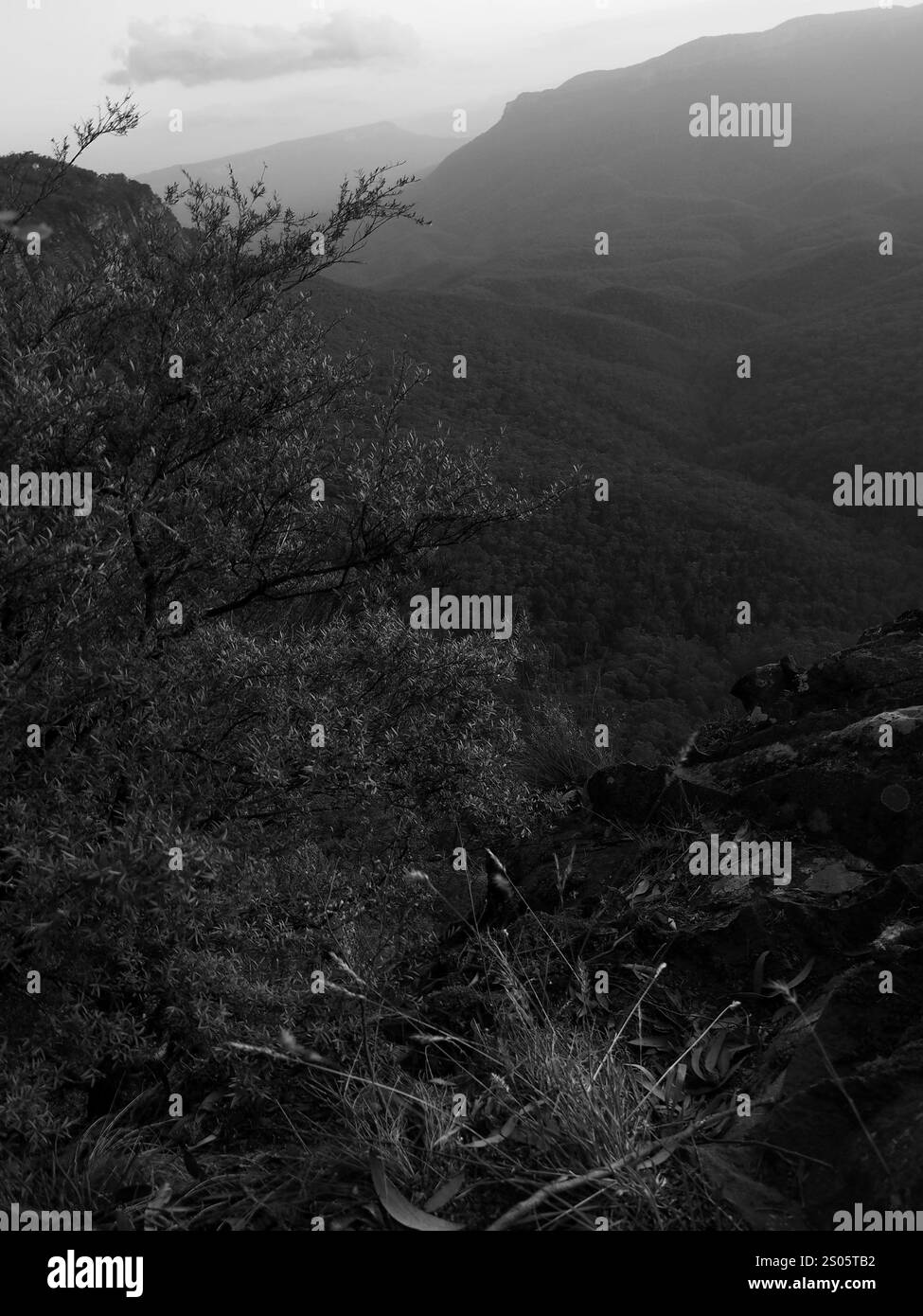 A shrub on a rocky foreground overlooks vast forested valleys and hazy ...