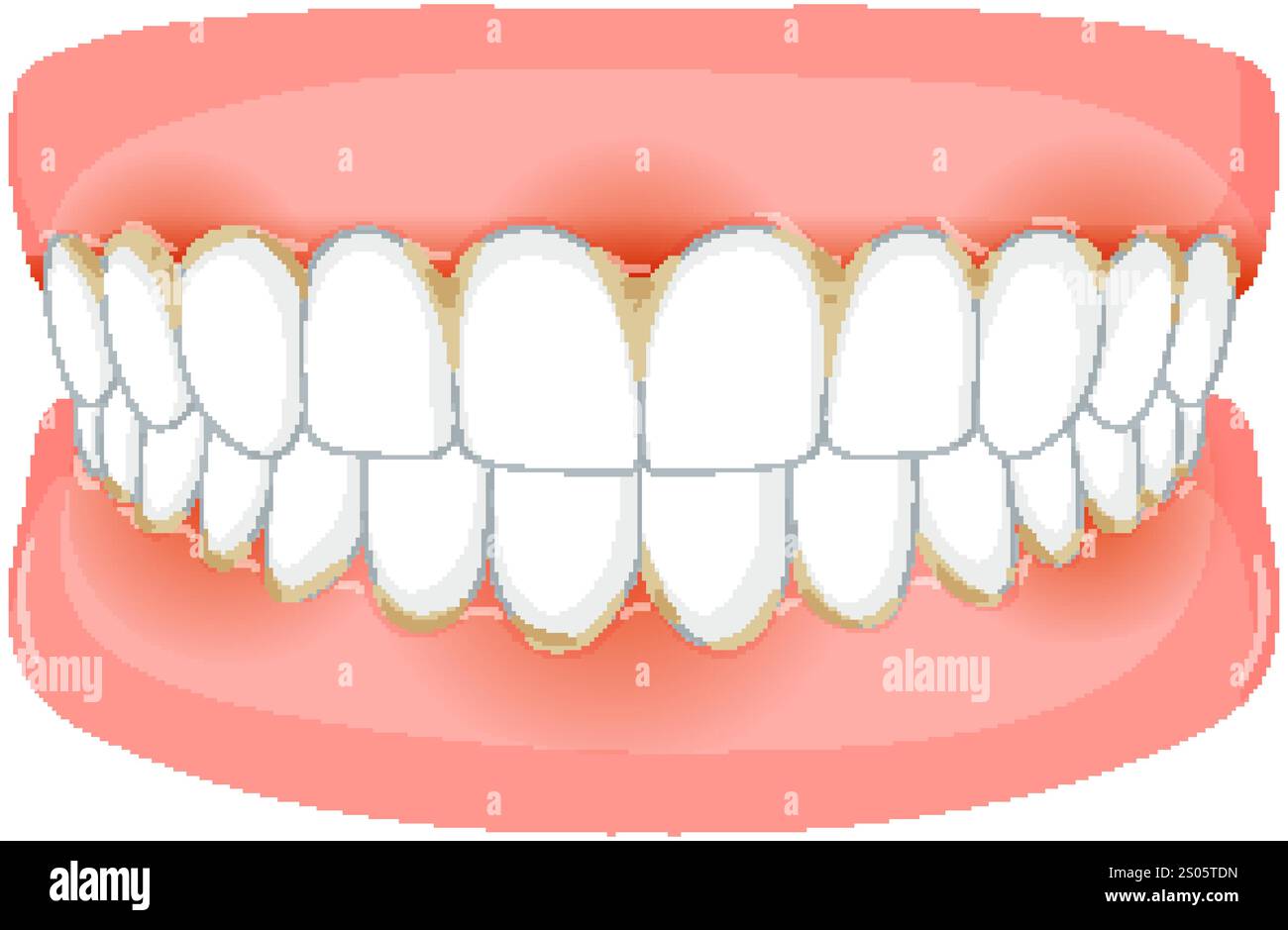 Teeth molars incisors Cut Out Stock Images & Pictures - Alamy