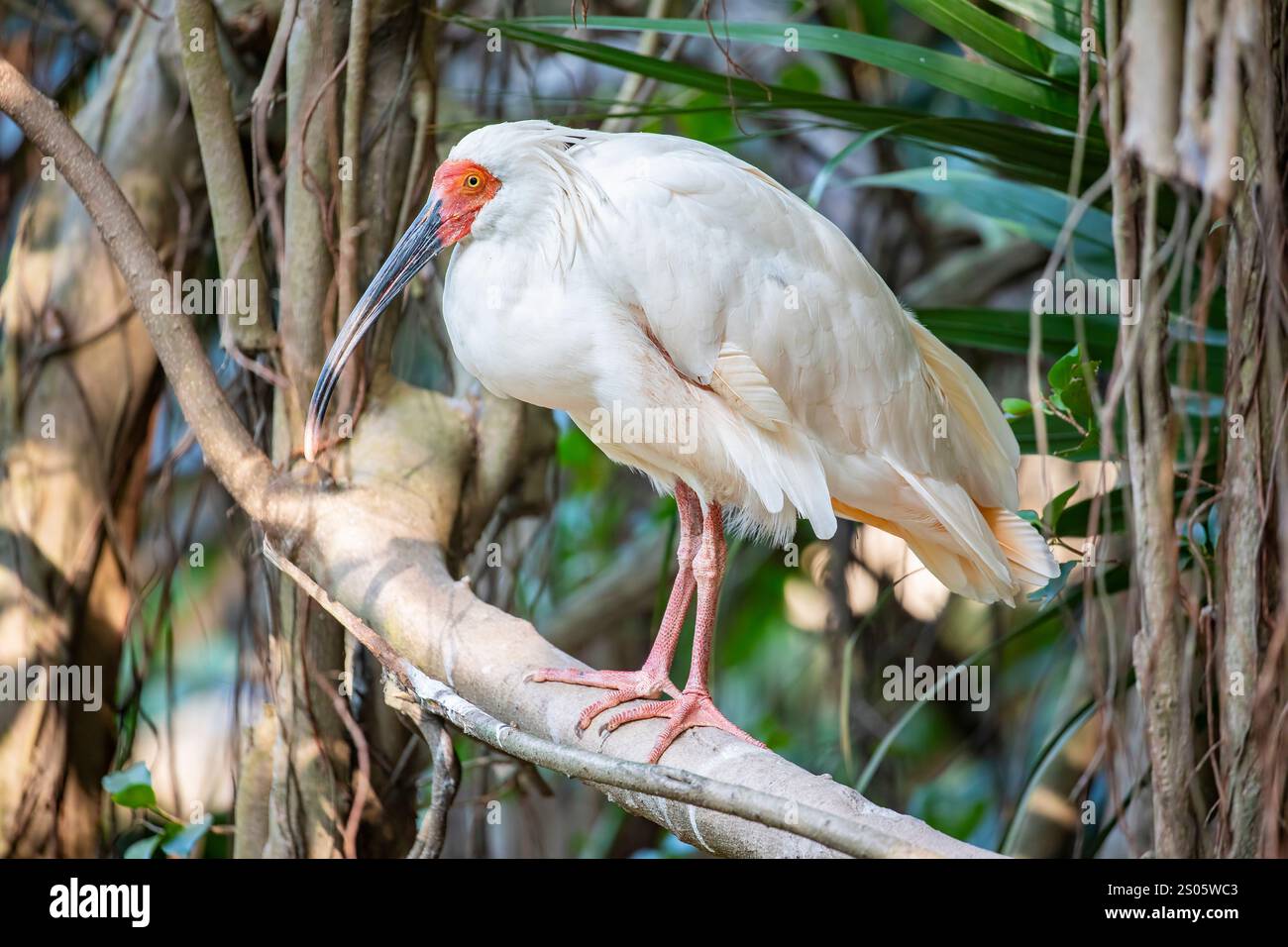 The crested ibis (Nipponia nippon) is a medium-sized, endangered bird native to East Asia. It ...