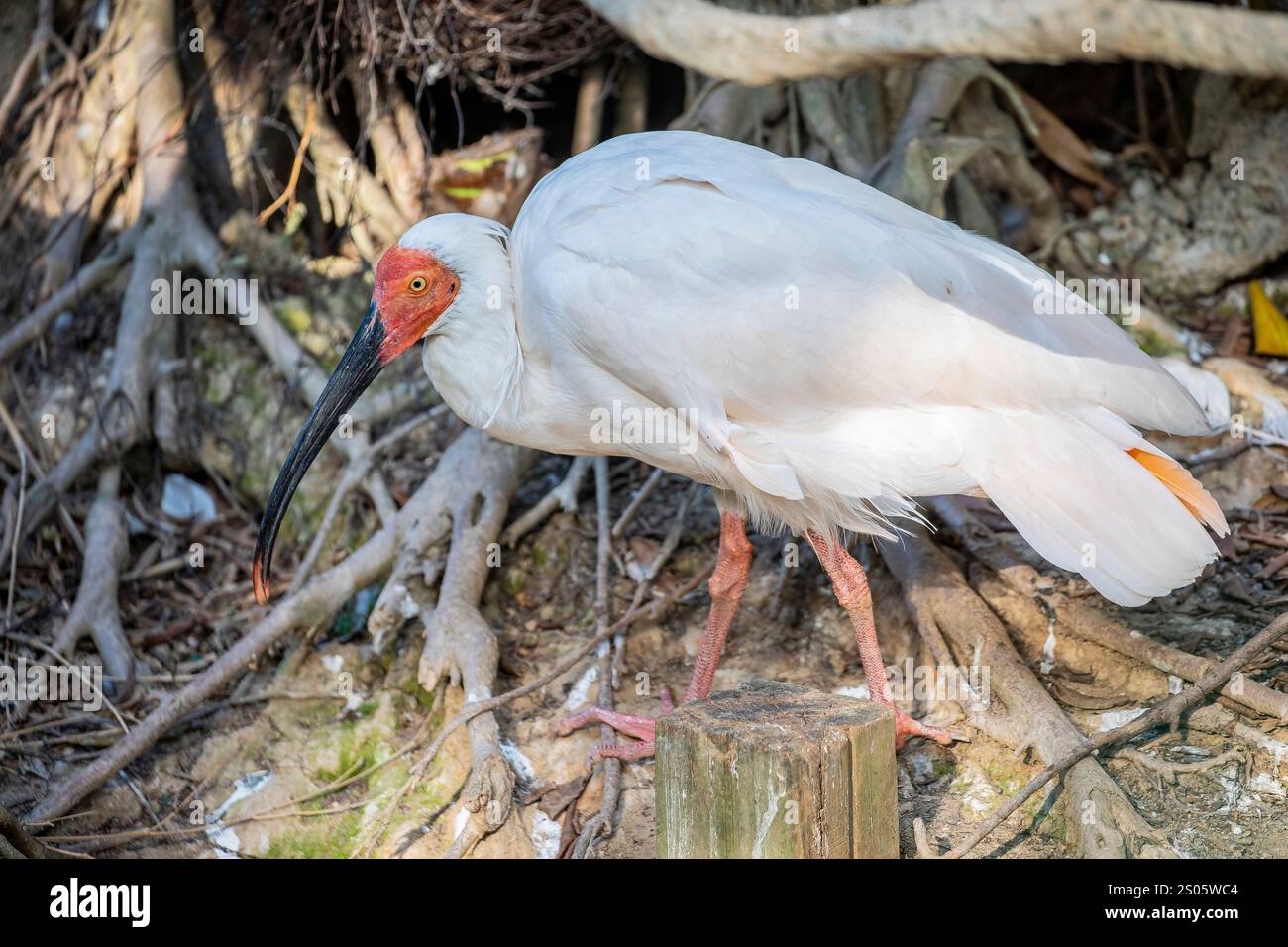 The crested ibis (Nipponia nippon) is a medium-sized, endangered bird ...