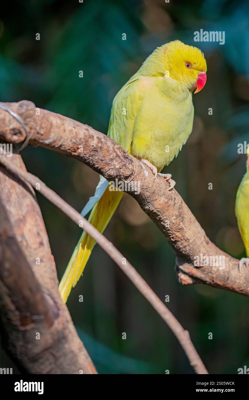 The Yellow mutation of the Indian ring-necked parrot (Psittacula ...