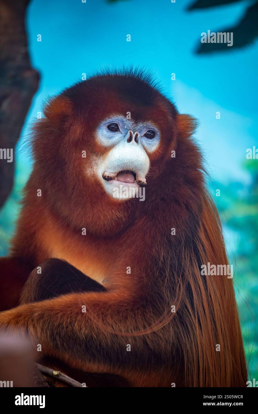 The Sichuan golden snub-nosed monkey (Rhinopithecus roxellana) is an ...