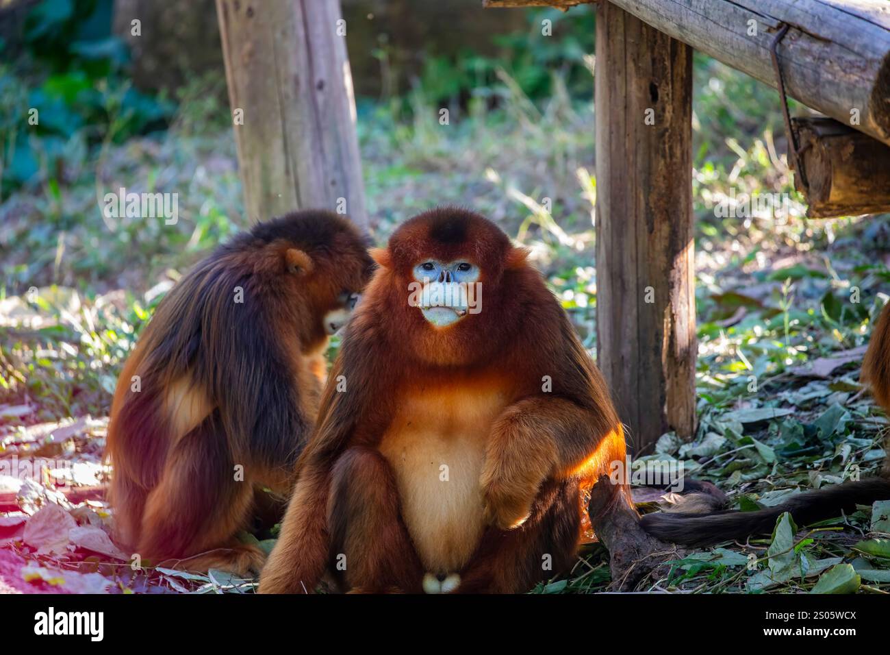 The Sichuan golden snub-nosed monkey (Rhinopithecus roxellana) is an ...