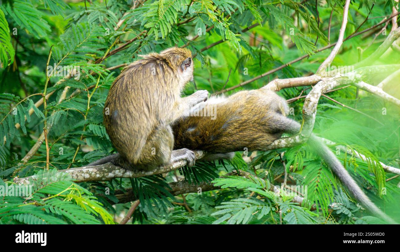 Macaca fascicularis (kera ekor panjang, monyet ekor panjang, long ...