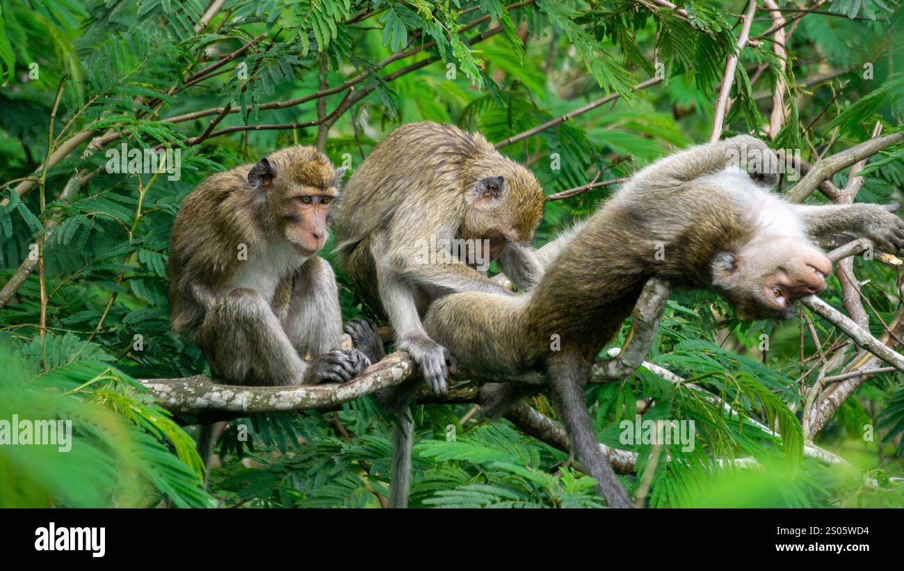 Macaca fascicularis (kera ekor panjang, monyet ekor panjang, long ...