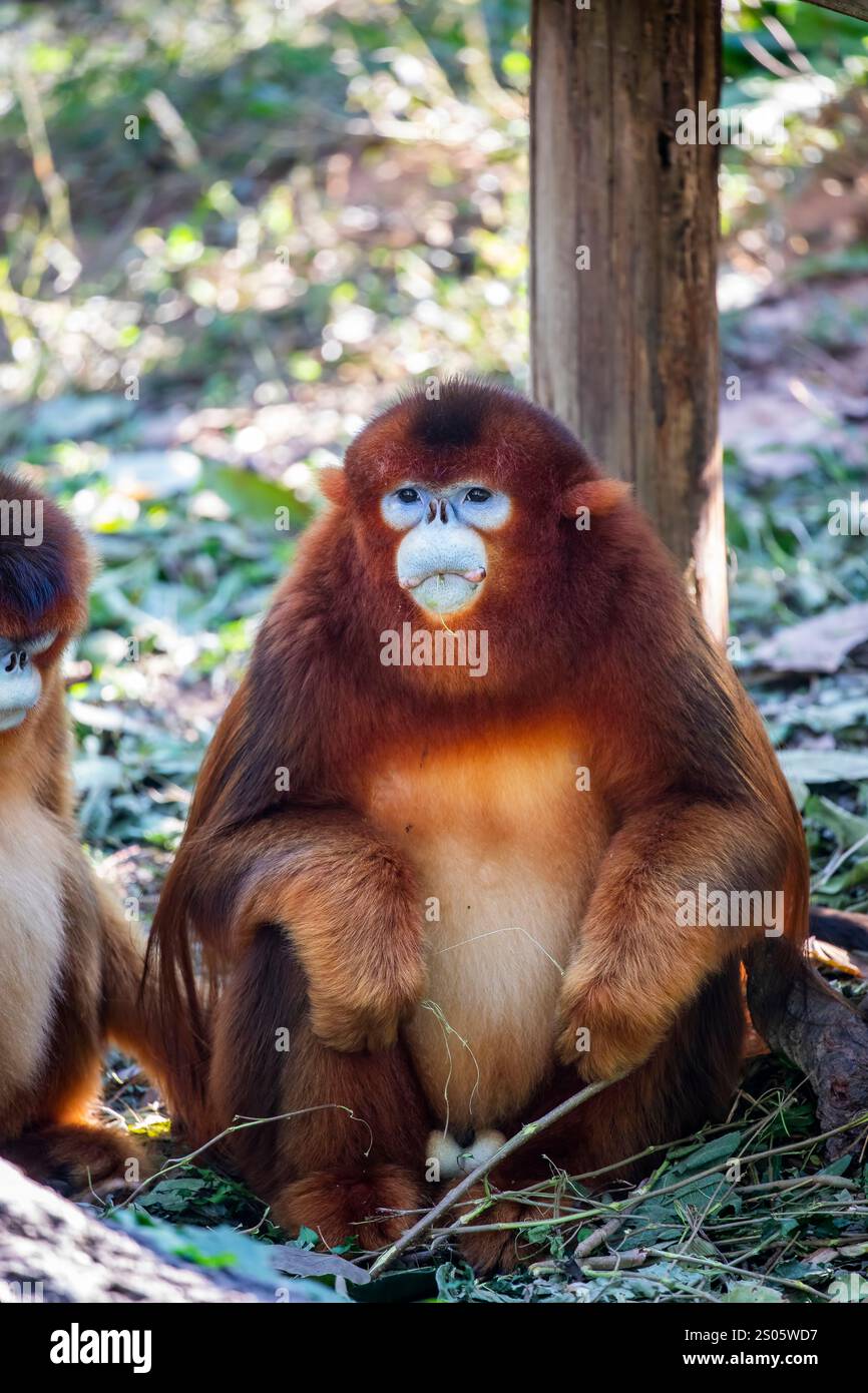 The Sichuan golden snub-nosed monkey (Rhinopithecus roxellana) is an ...