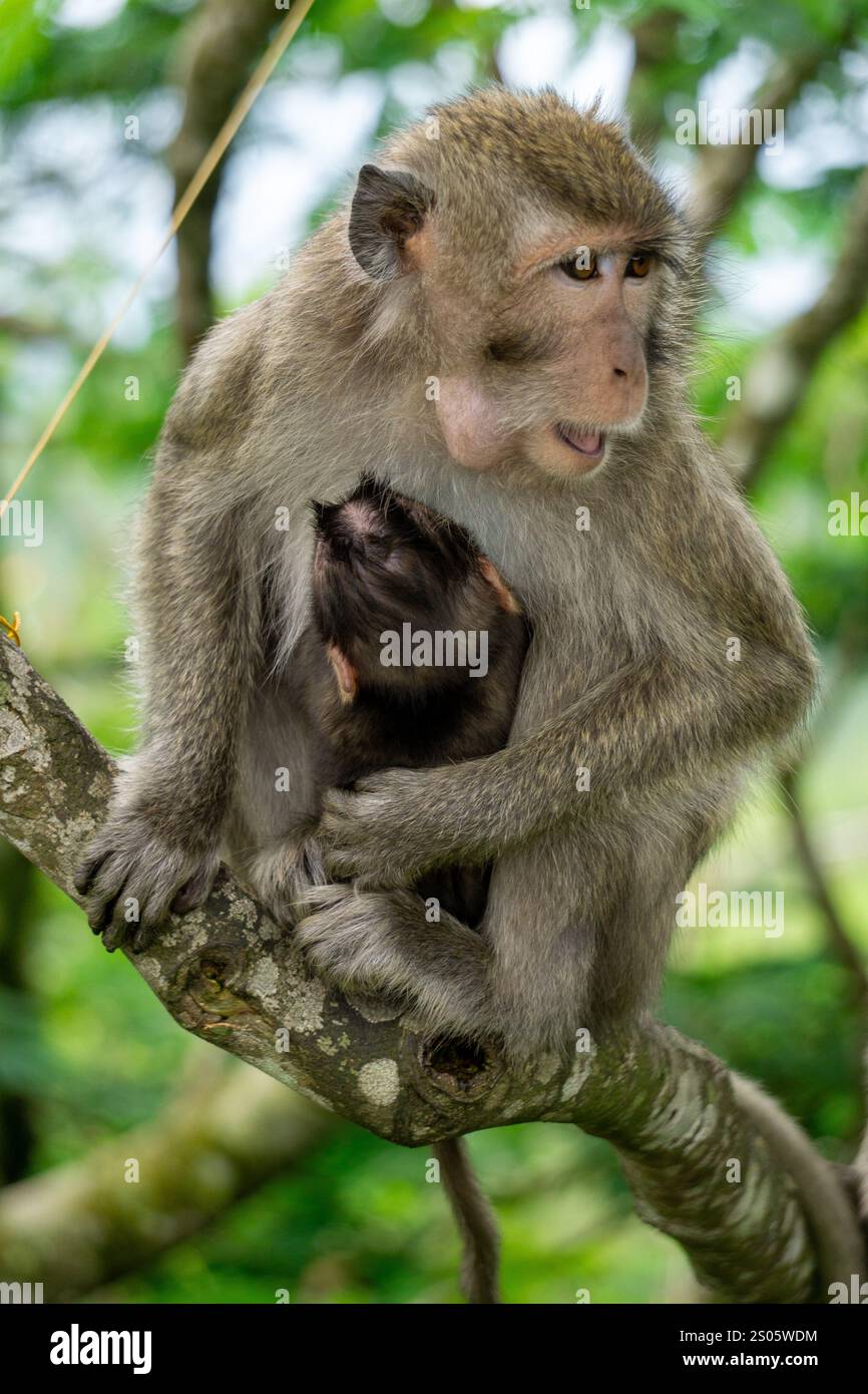 Macaca fascicularis (kera ekor panjang, monyet ekor panjang, long ...