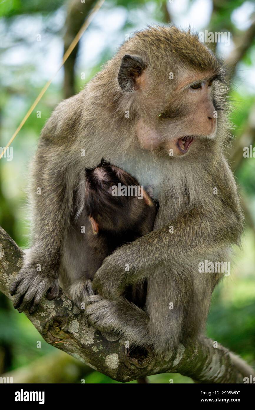 Macaca fascicularis (kera ekor panjang, monyet ekor panjang, long ...