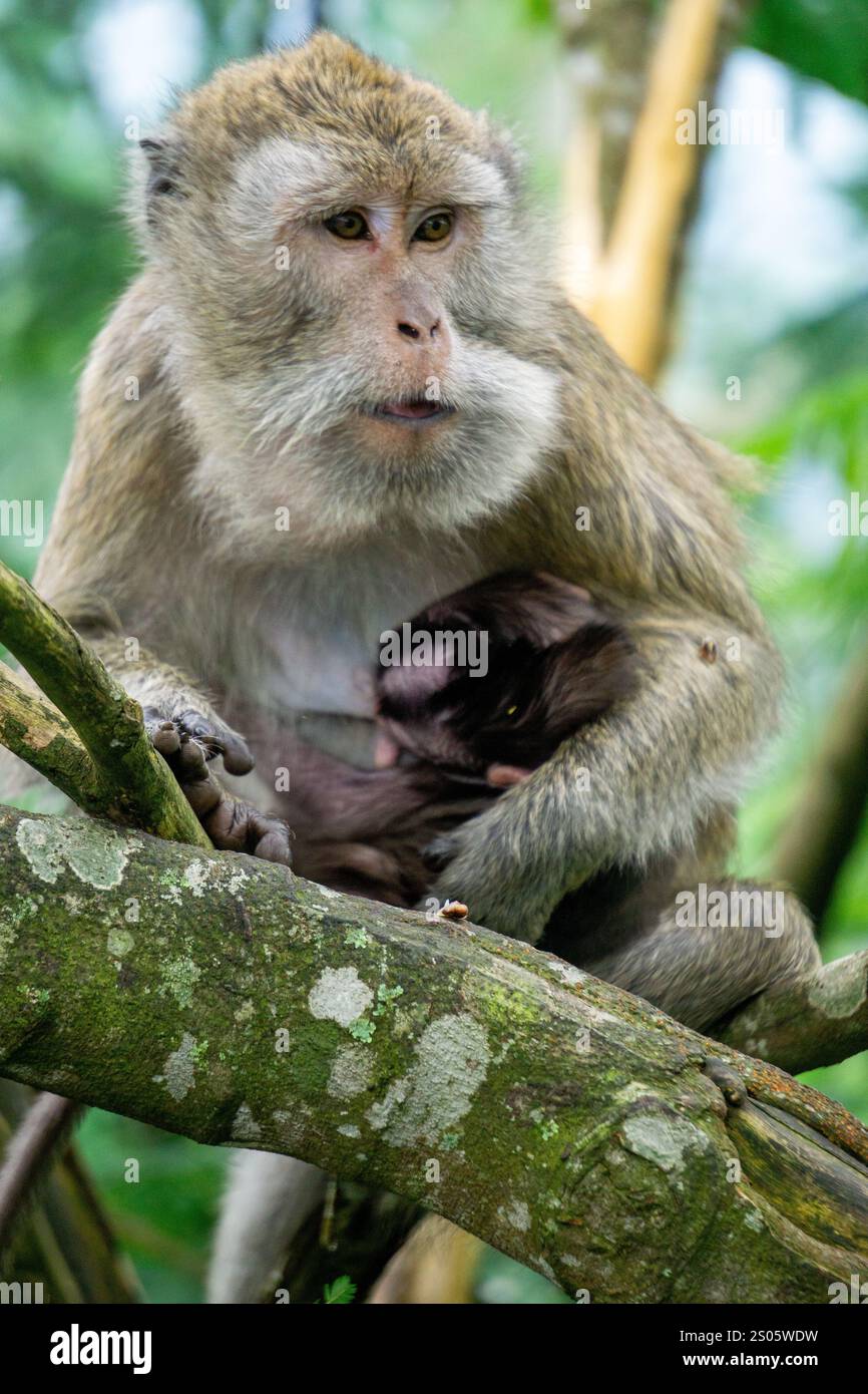 Macaca fascicularis (kera ekor panjang, monyet ekor panjang, long ...