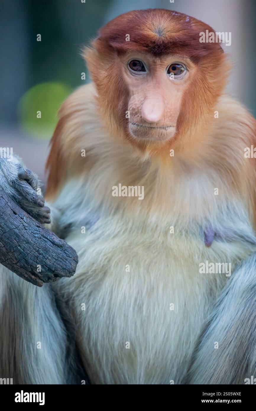 The closeup image of proboscis monkey. It is a reddish-brown arboreal ...