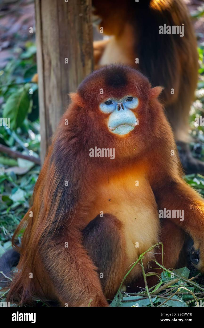 The Sichuan golden snub-nosed monkey (Rhinopithecus roxellana) is an ...