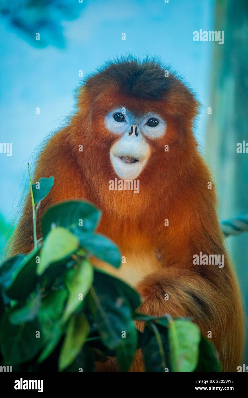 The Sichuan golden snub-nosed monkey (Rhinopithecus roxellana) is an ...