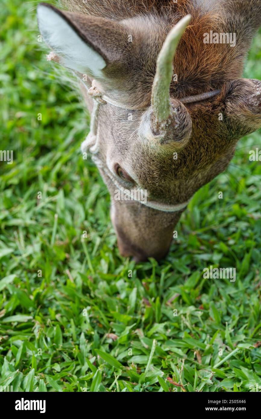 close-up dunkey eating grass Stock Photo - Alamy