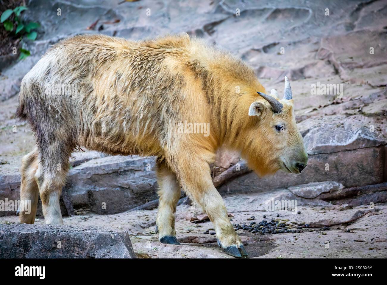 The closeup image of a Golden Takin. It is an endangered goat-antelope ...