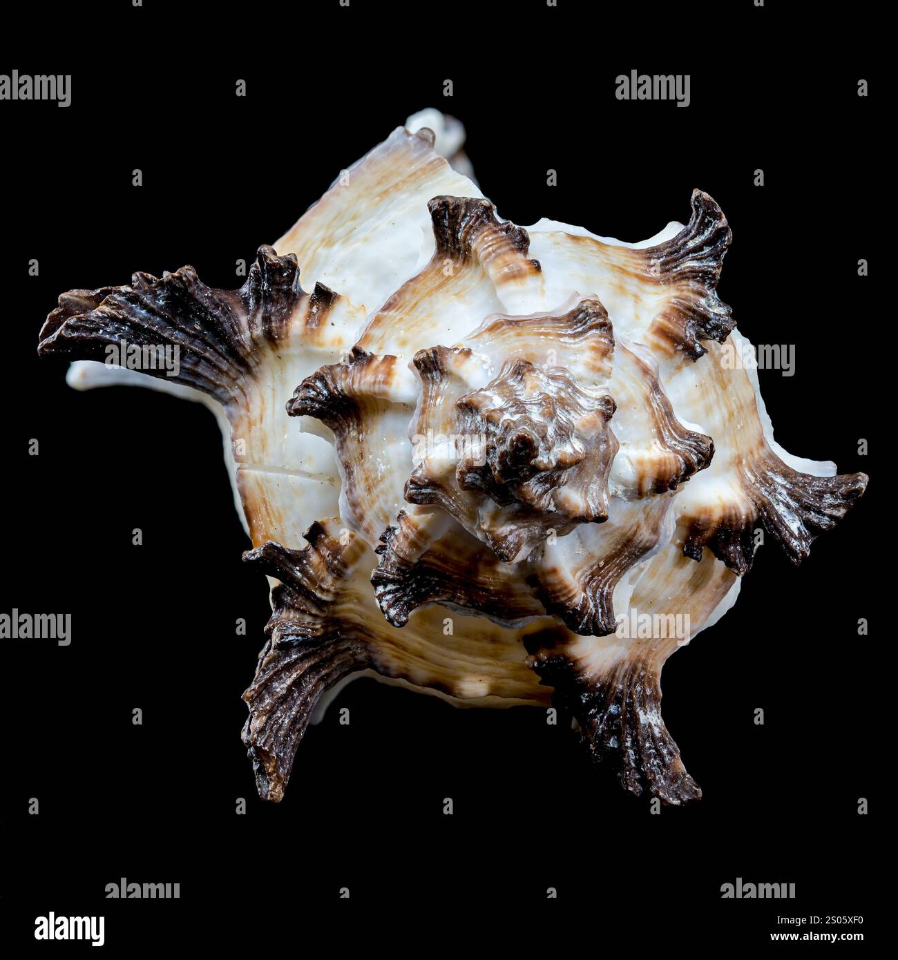 A striking Murex indivia seashell with its intricate spiny structure is ...