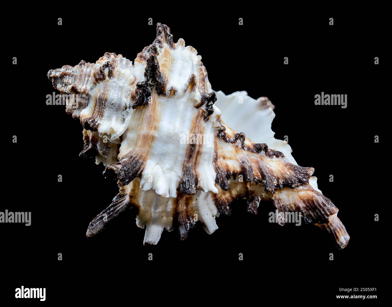 A striking Murex indivia seashell with its intricate spiny structure is ...